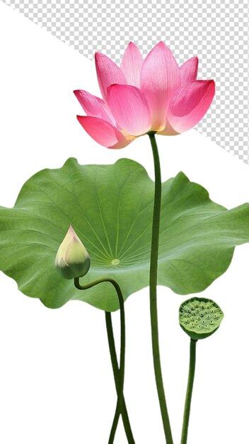 Flor De Loto Png Archivo PSD Premium