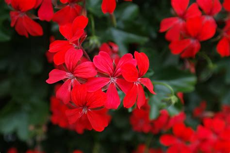 超过 20 张关于Nymphoides Peltatum和花的免费图片 Pixabay