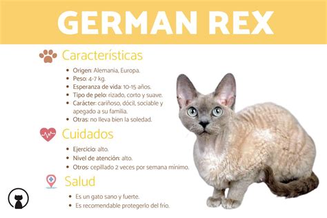 Cuántos años vive un gato Rex Alemán Blog de ADOPTA un Animal