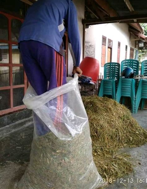 Cara Membuat Pakan Ternak Fermentasi Silase Dan Hay IDNFARMERS