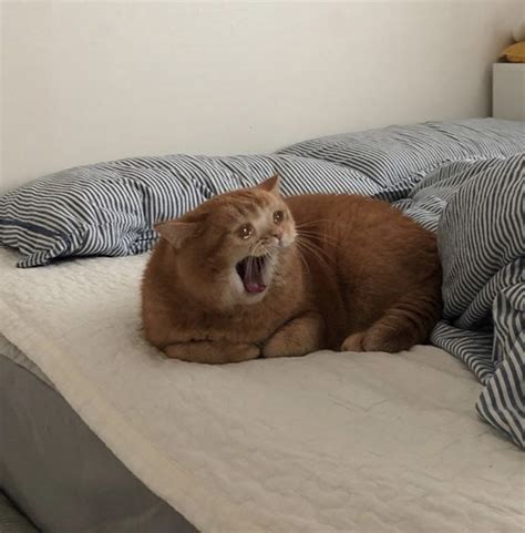 Sad Cat Meme Png