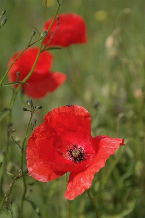 Blumenwiese Mohn Mohnblume Kostenloses Foto Auf Pixabay Pixabay
