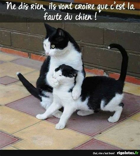 Pin by violette MENAGE on citations et pensées drôles Funny cats