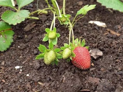 Como Plantar Morango Guia Definitivo 2024 Como Fazer Tudo