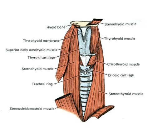 Infrahyoid Muscles Diagram Quizlet