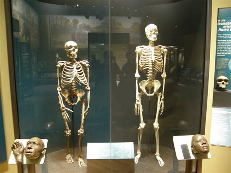 Cómo eran los neandertales y por qué se extinguieron EL INFORMANTE
