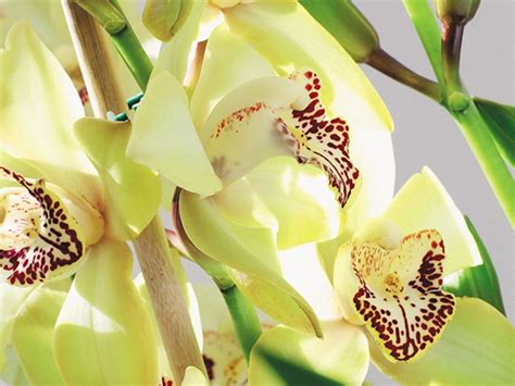 Entretien de vos orchidées le guide complet Silence ça pousse