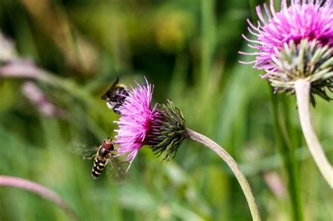 Kostenlose foto Natur Gras Feld Wiese Prärie Blume lila Insekt