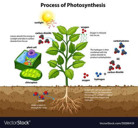 Diagrams Of Photosynthesis Diagram Showing Process Photosynt