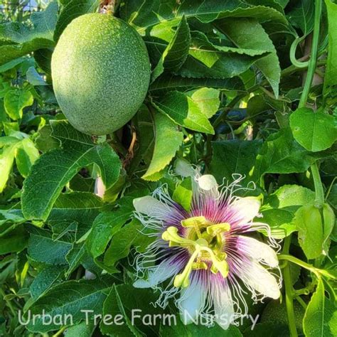 Fruit Passion Fruit Black Knight Urban Tree Farm Nursery