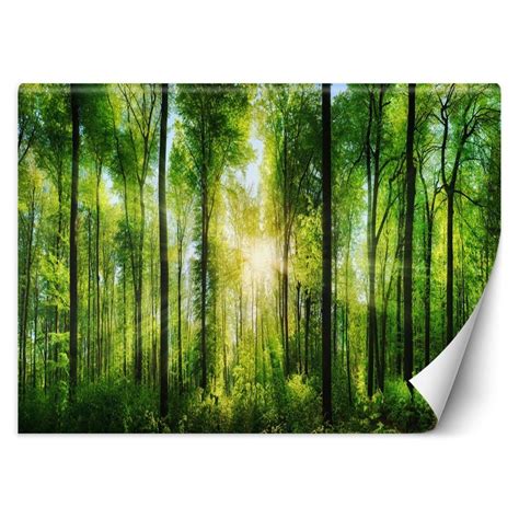 Fototapeta Promienie słońca w zielonym lesie 350x245 Inna marka