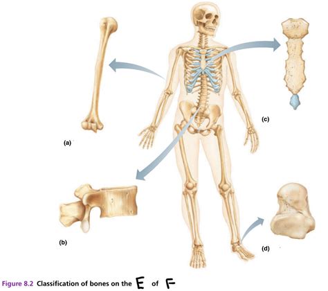 fig 8 2 classification of bones on the basis of shape diagram quizlet