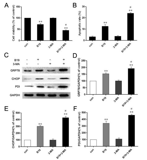 Combination Treatment With The Autophagy Inhibitor 3 MA Enhances