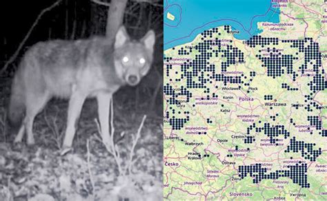 Mapa Polski Wilków Polska Mapa