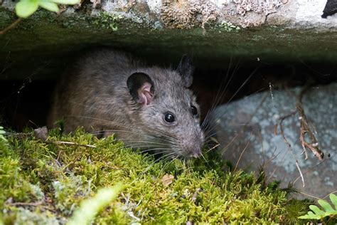 Tipos e Espécies de Ratos do Mato Ratazana Domésticos e Mais
