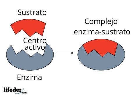 Sobre Os Princ Pios Da Cin Tica Enzim Tica Correto Afirmar Que