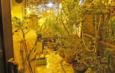 Ratingen Cannabisplantage Mit 900 Pflanzen Entdeckt