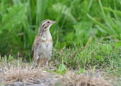 ホオアカの幼鳥でしょうか 日本の野鳥識別図鑑