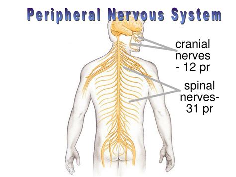 Cranial Nerves Vs Spinal Nerves