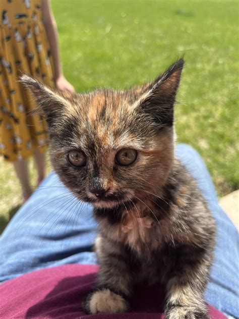 Flossie Officially Crowned Worlds Oldest Living Cat By Guinness