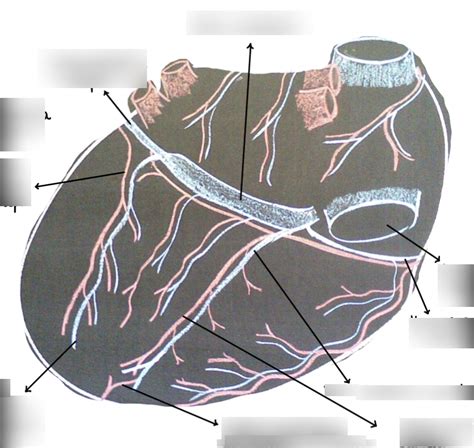 Vascularización arterial y drenaje venoso del corazón visión posterior