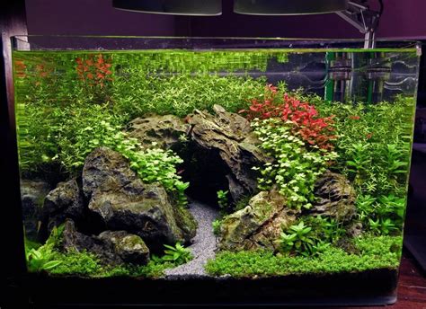 10 Gallon Fish Tank Aquascape Milogroups