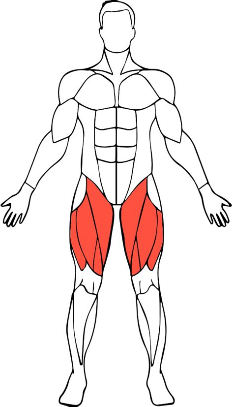 Quad Muscles Clip Art Library