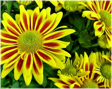Fotos gratis naturaleza flor pétalo Europa verde botánica