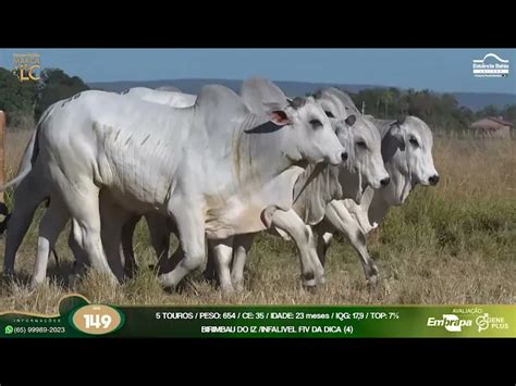 Lote 149 5 Touros Nelore LEILÃO VIRTUAL MARCA LC erural