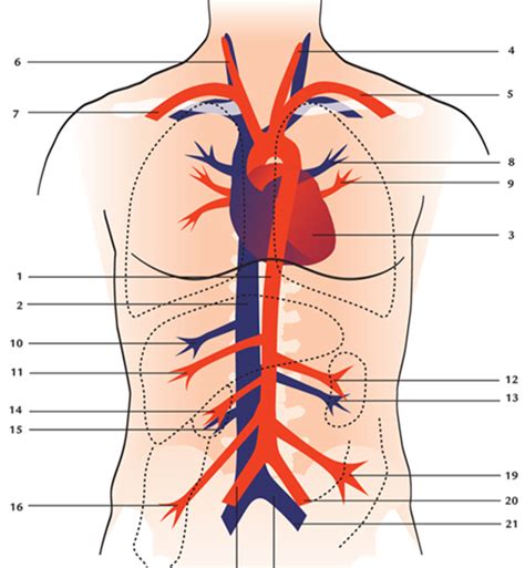 Arteries And Veins Of The Body Labelling Diagram Quizlet