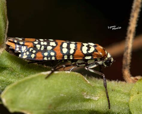 Webworm Moth Imagine Our Florida Inc