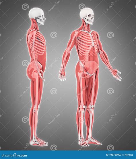 Anatomie Humaine De Squelette Et De Muscle Illustration Stock
