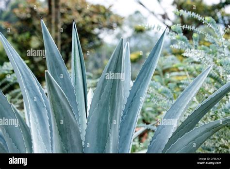 Blue agave tequila agave mezcal fotografías e imágenes de alta