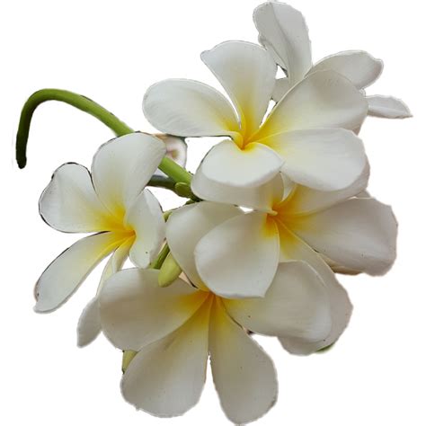 Plumeria Flower PNG Images Transparent HD Photo Clipart Flower Png