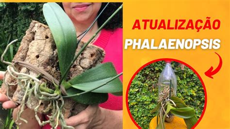 Phalaenopsis atualização e dicas de cultivo orquídea phalaenopsis