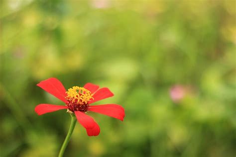 Fleur Bloom Botanique Photo Gratuite Sur Pixabay Pixabay