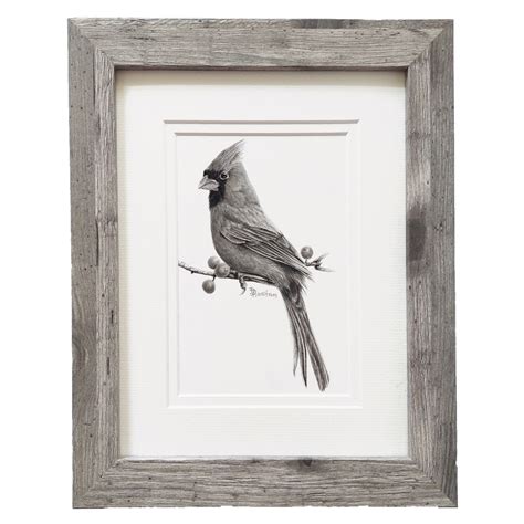 Cardinal Charcoal Drawing Diana Ranstrom Art