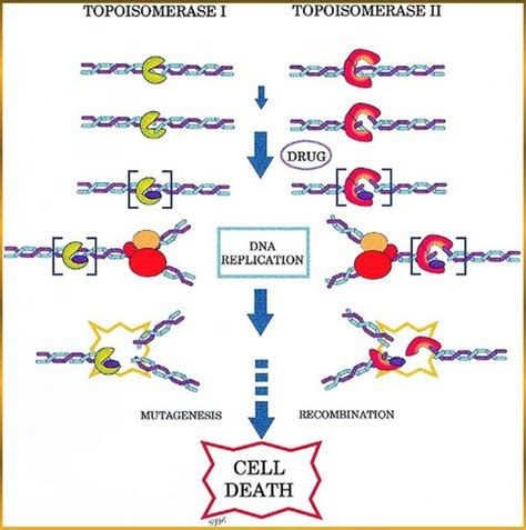 Topoisomerase Inhibitors Flashcards Quizlet