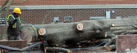 College Hill Tree To Leave A Legacy Housing Ecu