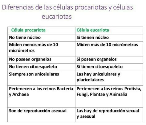 Lista 1 Foto Cuadro Comparativo De Célula Eucariota Y Procariota Pdf Lleno