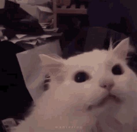 Gato Gato Discover Share Gifs