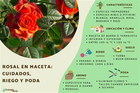 Rosal En Maceta Cuidados Riego Y Poda Gu A Pr Ctica