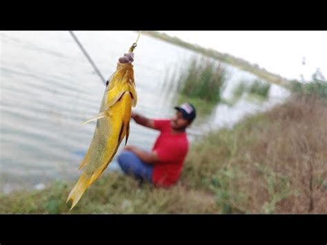 Incredible Tilapia Fish Catch Amazing Fishing YouTube