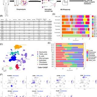 PDF Single Cell Transcriptome Sequencing Of B Cell Heterogeneity And