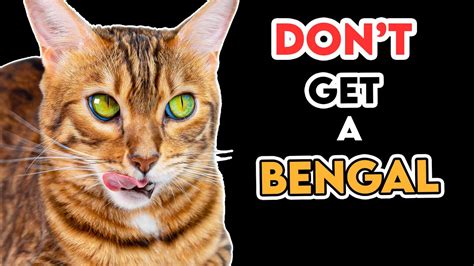 Why You Shouldn T Get A Bengal Cat Youtube