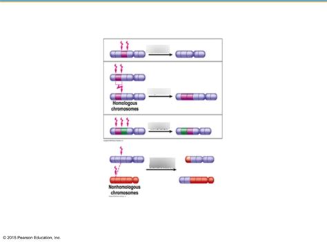 Honors Biology Vocabulary Final Exam 6 10 13 14 Diagram Quizlet
