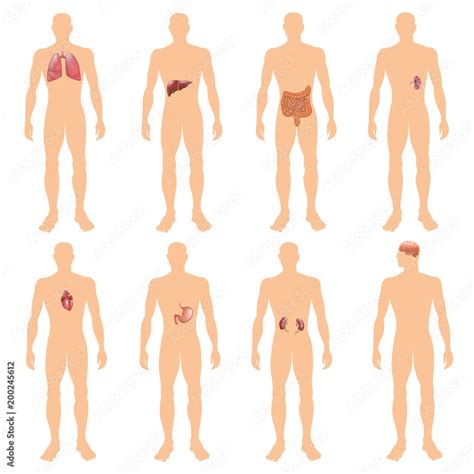 Human Body Organ Systems Realistic Educative Vector Image The Best