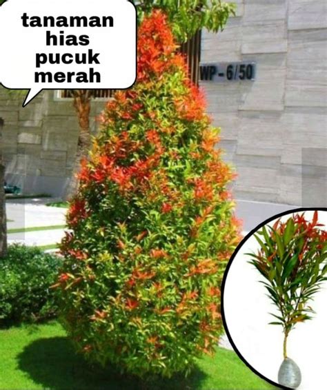 Tanaman Hias Pucuk Merah 60 Cm Up Lazada Indonesia