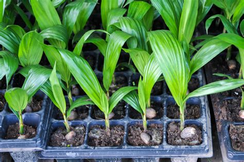 Cómo germinar semillas de pepino Huerto en casa