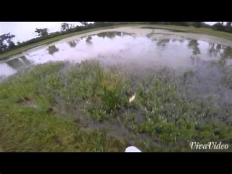 Frog Fishing For Bass YouTube
